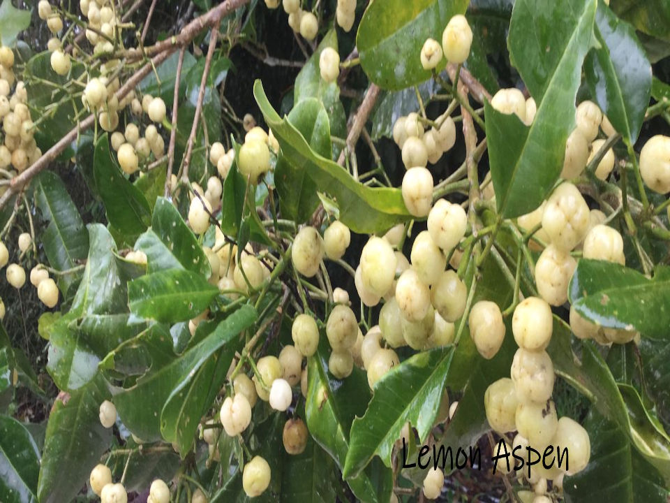 Lemon Aspen – Bush Tucker Recipes at the Aussie table