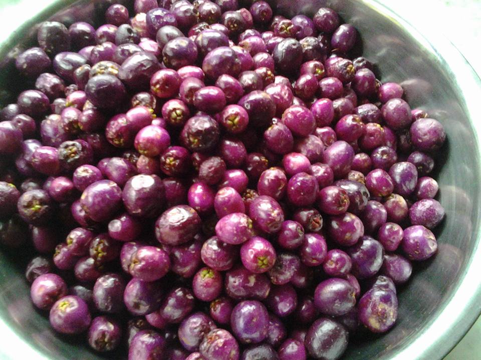 Lilly Pilly (Riberry) – Bush Tucker Recipes at the Aussie table