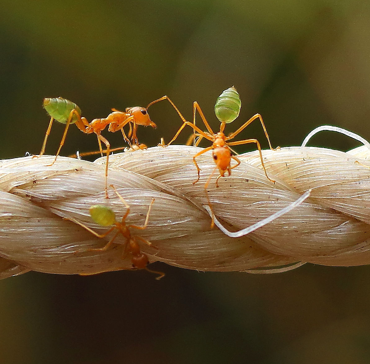 Green Tree Ants – Bush Tucker Recipes at the Aussie table
