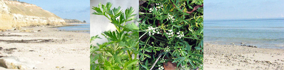 Sea Parsley – Bush Tucker Recipes at the Aussie table