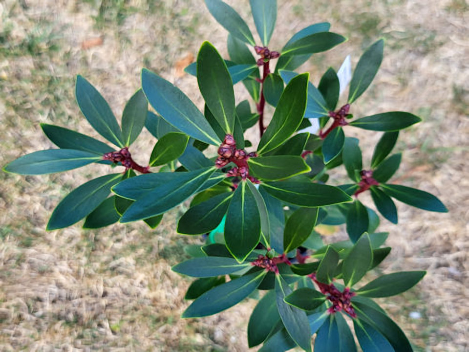 Mountain Pepperleaf – Bush Tucker Recipes at the Aussie table