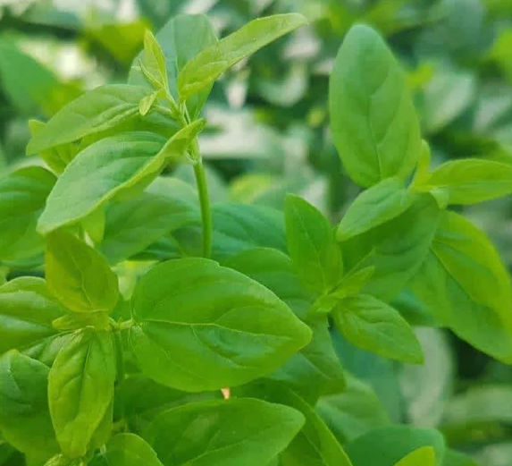 River Mint – Bush Tucker Recipes at the Aussie table