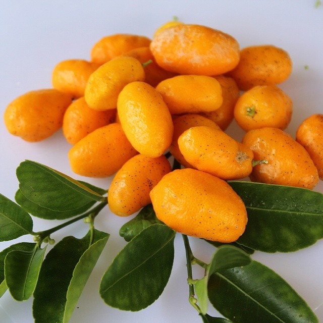 Sunrise Lime – Bush Tucker Recipes at the Aussie table