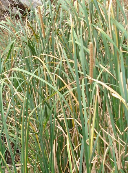 Grasses & Herbs – Bush Tucker Recipes at the Aussie table