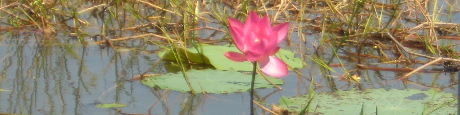 Wild Foods – Bush Tucker Recipes at the Aussie table